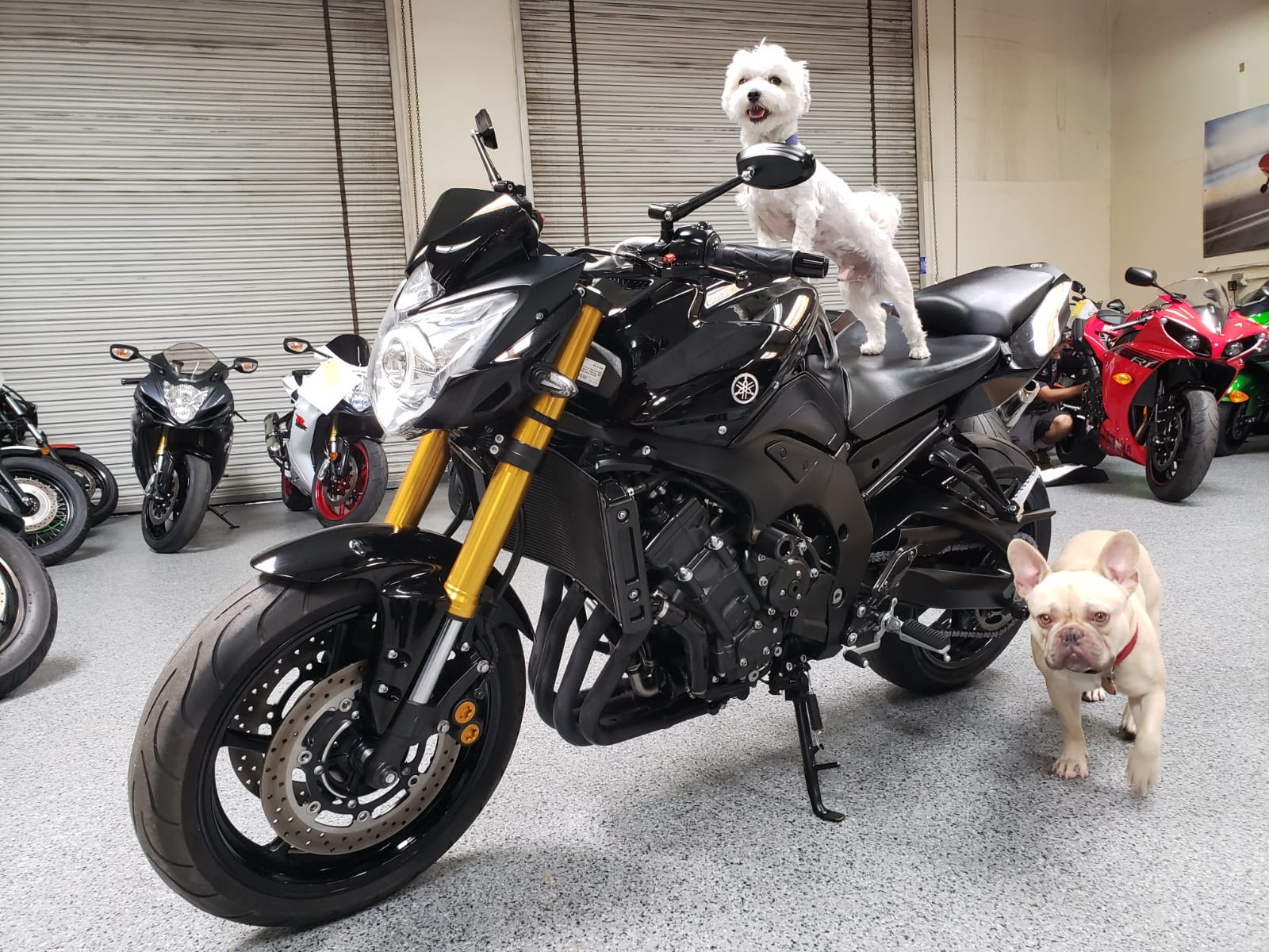2011 YAMAHA FZ08 FZ-08 - 11000 Miles | AK Motors