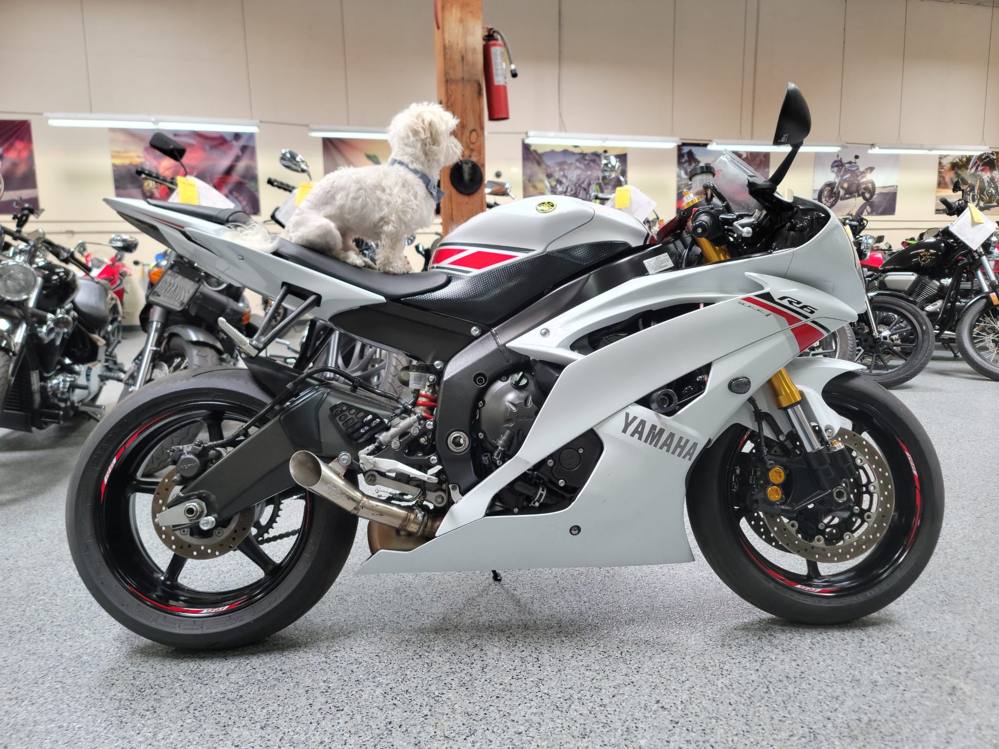 2015 Yamaha R6 PEARL WHITE - AK MotorsAK Motors